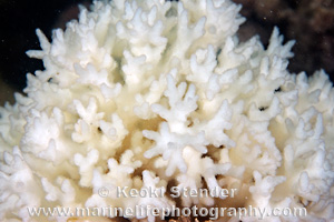 Prickly Lace Coral, Pocillopora acuta