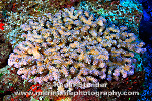 Cauliflower Corals, Family Pocilloporidae