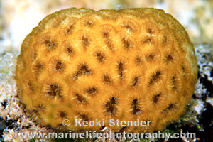 Faviid Corals, Family Faviidae