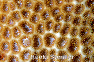 Crust Coral, Leptastrea purpurea