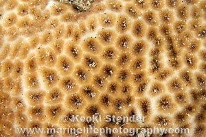 Crust Coral, Leptastrea purpurea
