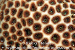 Crust Coral, Leptastrea purpurea