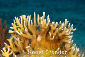 Branching or Crenellated Fire Coral, Millepora alcicornis
