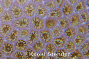 Brigham's Coral, Porites brighami