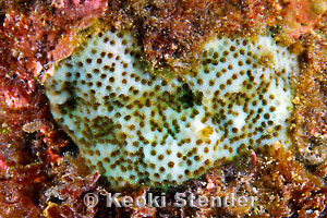 Hawaiian Porites, Porites hawaiiensis