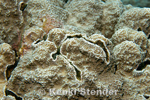 Plate & Pillar Coral, Porites rus