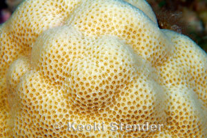 Solid Coral, Porites solida