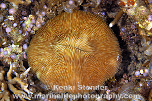 Upturned Razor Coral, Fungia repanda