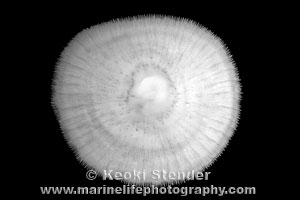 Upturned Razor Coral, Fungia repanda