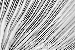 Upturned Razor Coral, Fungia repanda