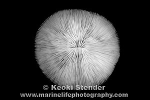 Upturned Razor Coral, Fungia repanda