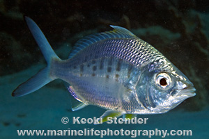 Yellowfin Mojarra, Gerres cinereus