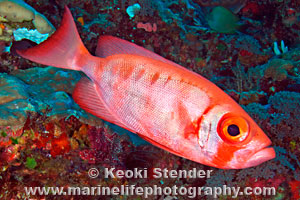Crescent-tail Bigeye, Priacanthus hamrur