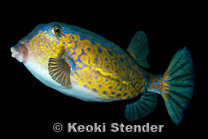 Japanese Boxfish, Ostracion immaculatus