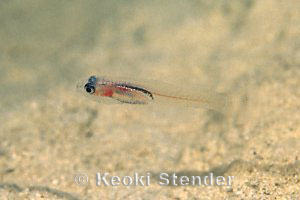 Clear Cardinalfish, Pseudamiops diaphanes