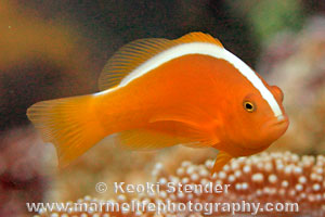 Orange Skunk Anemonefish, Amphiprion sandaracinos