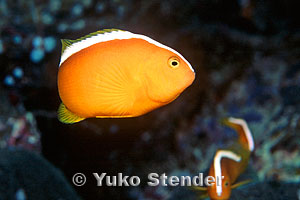 Orange Skunk Anemonefish, Amphiprion sandaracinos