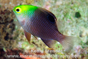 Talbot's Damsel, Chrysiptera talboti