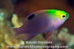 Talbot's Damsel, Chrysiptera talboti