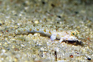 Family Callionymidae, Dragonets