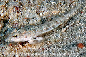 Family Callionymidae, Dragonets