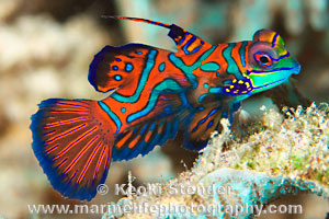 Family Callionymidae, Dragonets