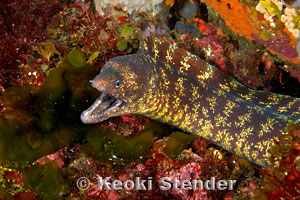 Kidako Moray, Gymnothorax kidako