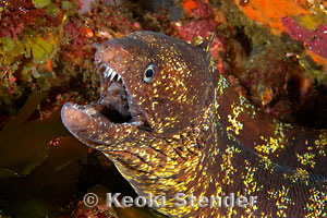 Kidako Moray, Gymnothorax kidako