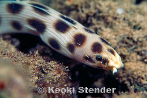 Magnificient Snake Eel, Myrichthys magnificus