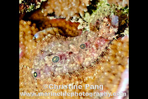Three-spot Righteye Flounder, Samariscus triocellatus