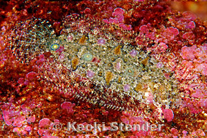 Three-spot Righteye Flounder, Samariscus triocellatus