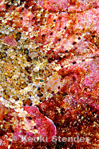 Three-spot Righteye Flounder, Samariscus triocellatus