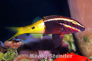 Bicolor Goatfish, Parupeneus barberinoides