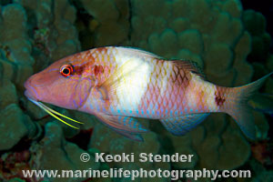 Manybar Goatfish, Parupeneus multifasciatus