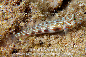 Hawaiian Shoulderspot Goby, Gnatholepis cauerensis hawaiiensis