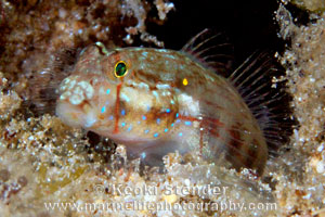 Hawaiian Shoulderspot Goby, Gnatholepis cauerensis hawaiiensis