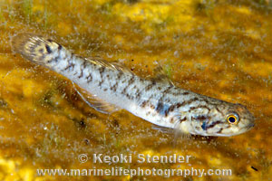 Mangrove Goby, Mugilogobius cavifrons