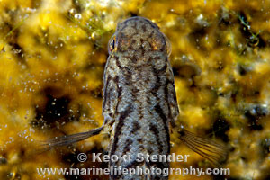 Mangrove Goby, Mugilogobius cavifrons