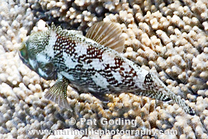Groupers & Anthias, Family Serranidae