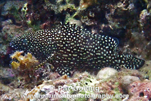 Groupers & Anthias, Family Serranidae