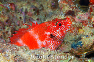 Redbarred Hawkfish, Cirrhitops fasciatus