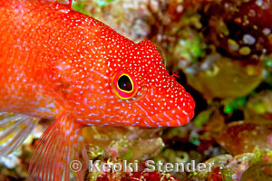 Redbarred Hawkfish, Cirrhitops fasciatus