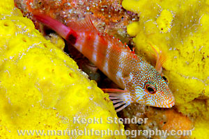 Redbarred Hawkfish, Cirrhitops fasciatus