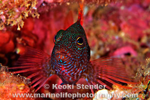Redbarred Hawkfish, Cirrhitops fasciatus