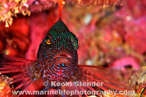 Redbarred Hawkfish, Cirrhitops fasciatus
