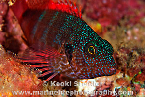 Redbarred Hawkfish, Cirrhitops fasciatus