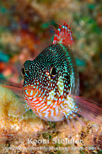 Redbarred Hawkfish, Cirrhitops fasciatus