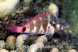 Redbarred Hawkfish, Cirrhitops fasciatus