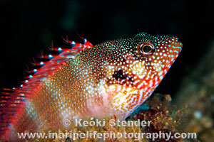 Redbarred Hawkfish, Cirrhitops fasciatus