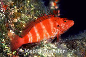 Redbarred Hawkfish, Cirrhitops fasciatus